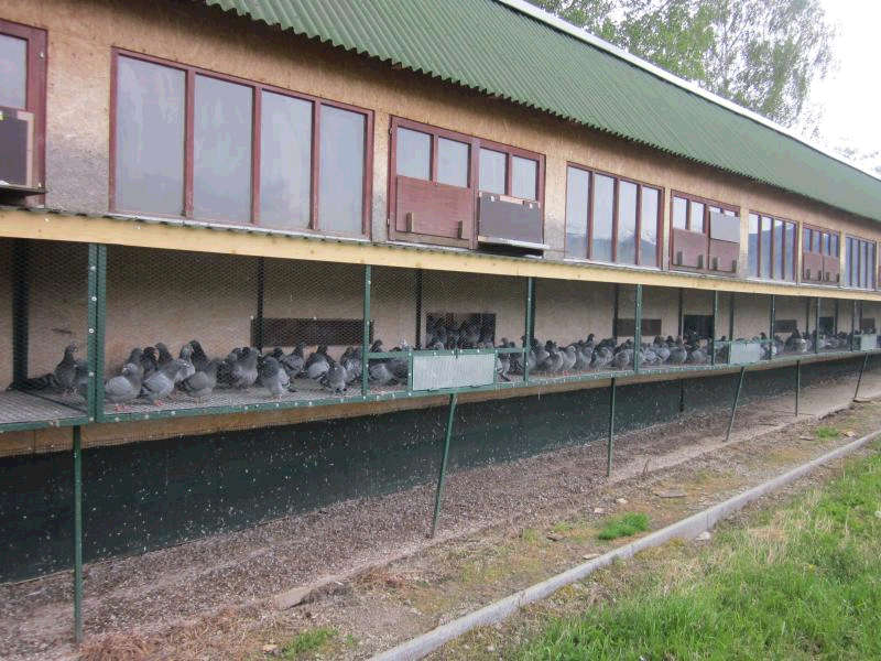 BENZING One Loft Race