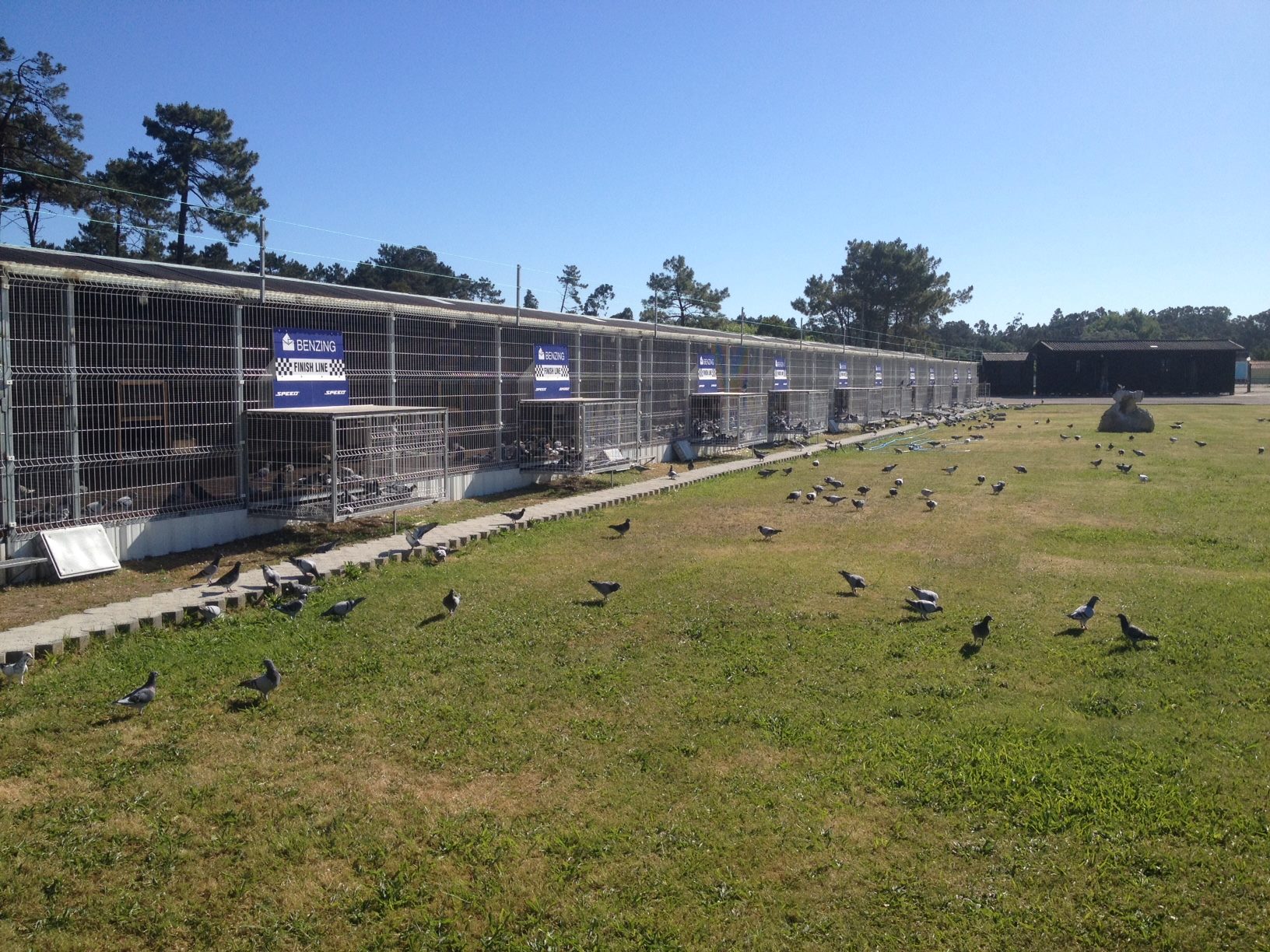 BENZING One Loft Race